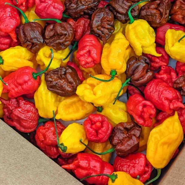 The Many Varieties of Chile - Farmers Chile Market
