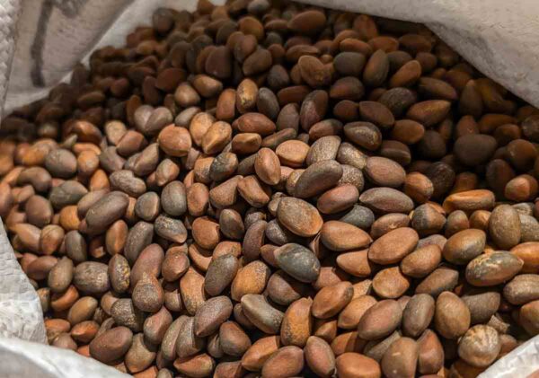 New Mexico Piñon Nuts - Farmers Chile Market