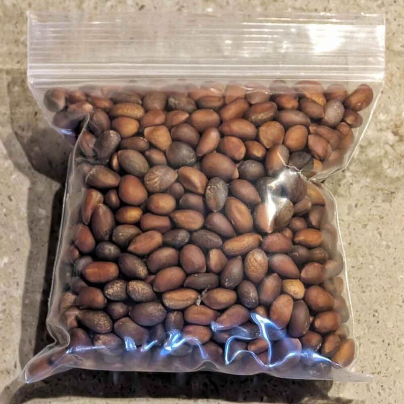 New Mexico Piñon Nuts - Farmers Chile Market